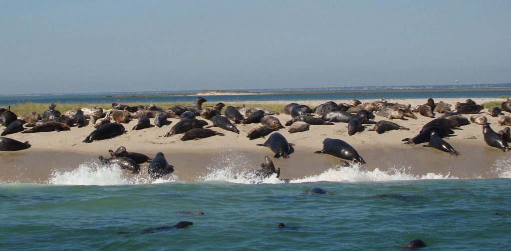 Gallery - Monomoy Island Excursion