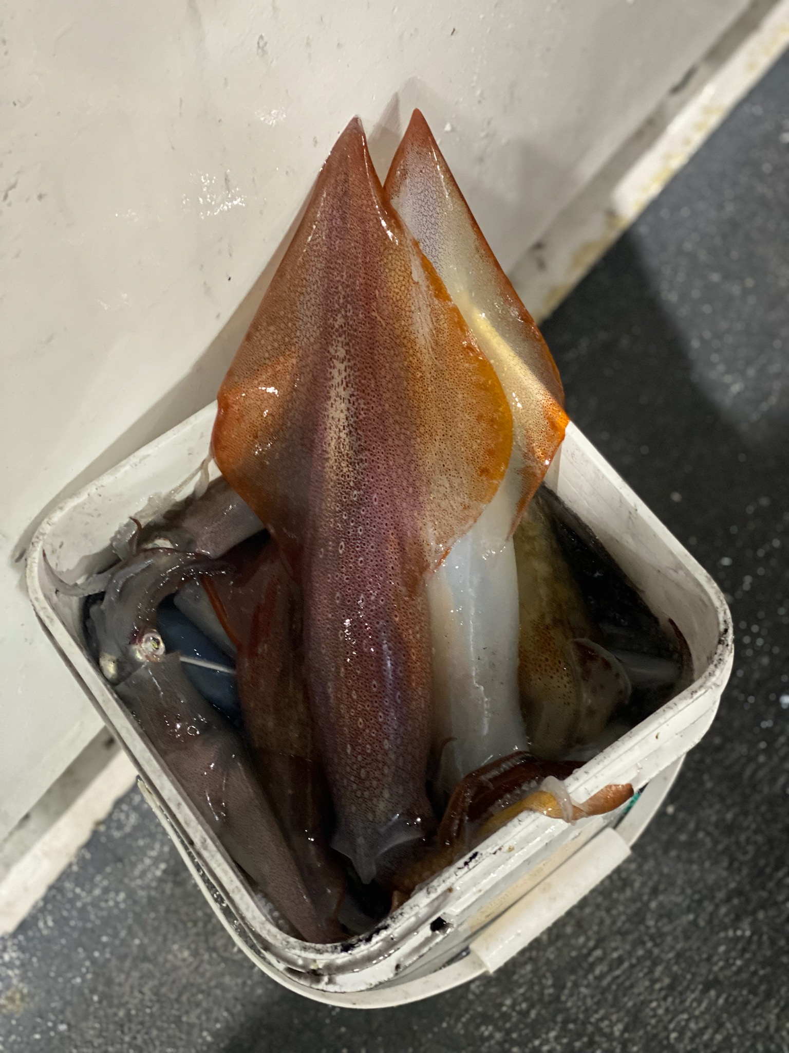 Friday squid report - Frances Fleet