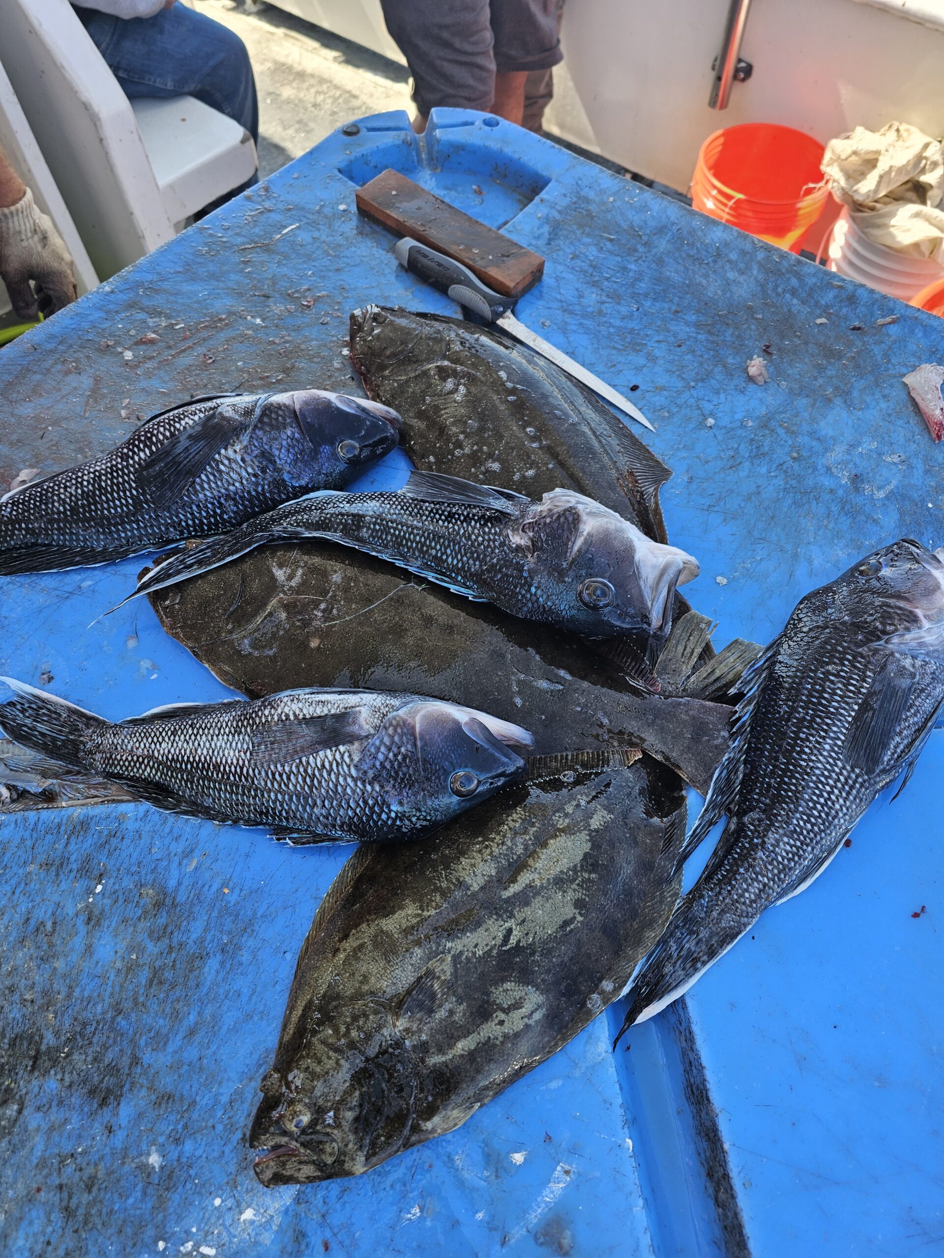 Fishing Reports Archives - Frances Fleet