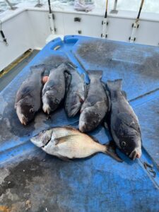 Fishing Reports Archives - Frances Fleet